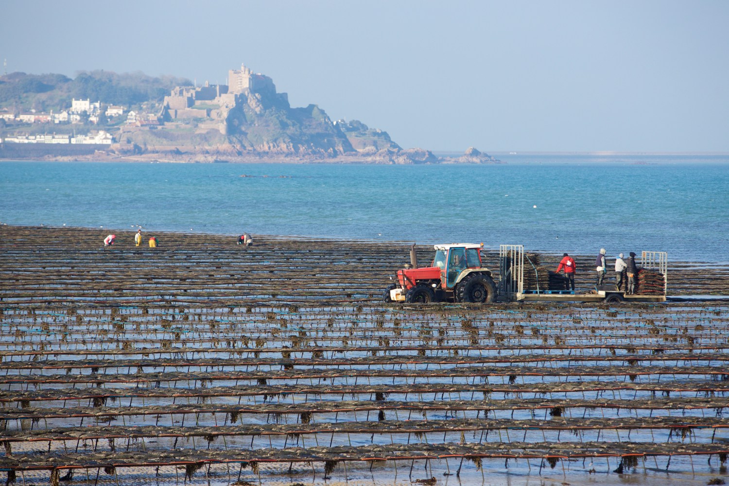 photo-gallery – Jersey Oyster