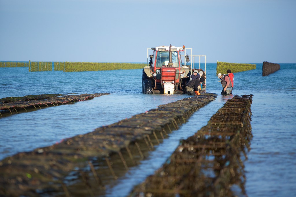 photo-gallery – Jersey Oyster
