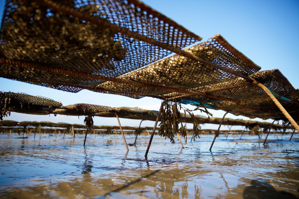 photo-gallery – Jersey Oyster