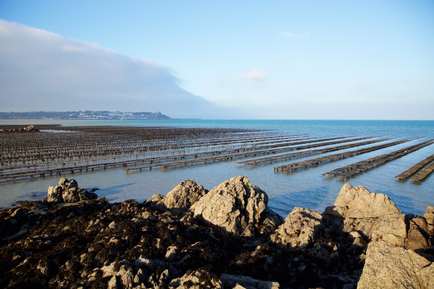 photo-gallery – Jersey Oyster