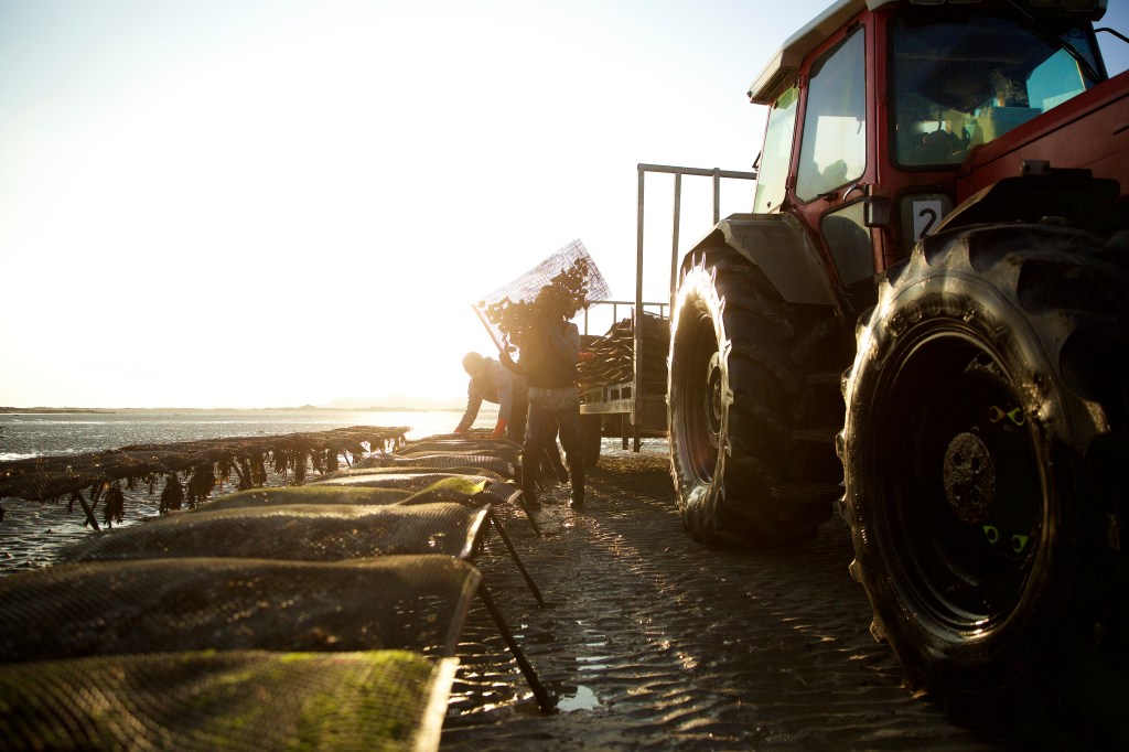 photo-gallery – Jersey Oyster